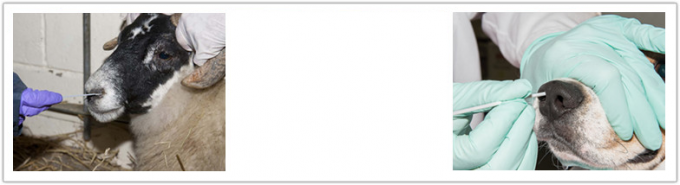 Transport Sterile Nasal Flocked Swabs For Animal DNA Sampling CM-FS813